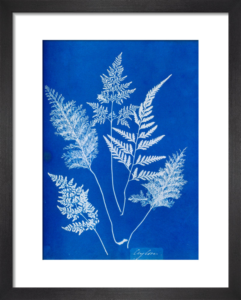Cyanotype of Ceylonese ferns, 1853. | Science Museum Shop