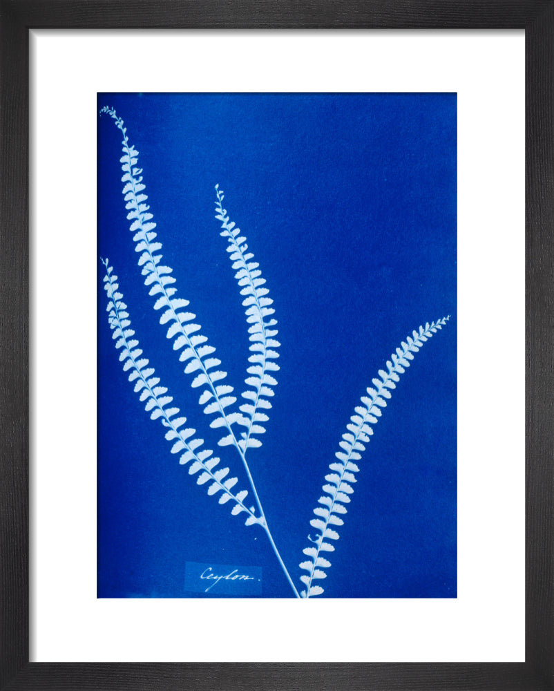 Cyanotype of a Ceylonese fern, 1853. | Science Museum Shop